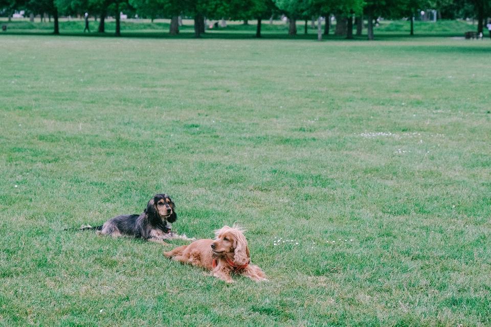 Kokerspanielis – angliškas, miniatiūrinis. Kokios yra veislės? | Fera.lt